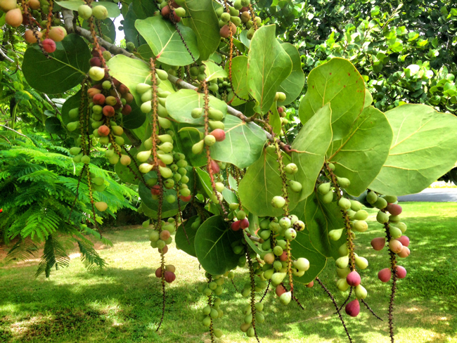 Frutas del Verano #6: Uva de Playa