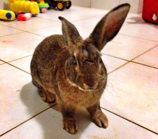 ¿Has perdido tu conejo? | Casa de Campo Living