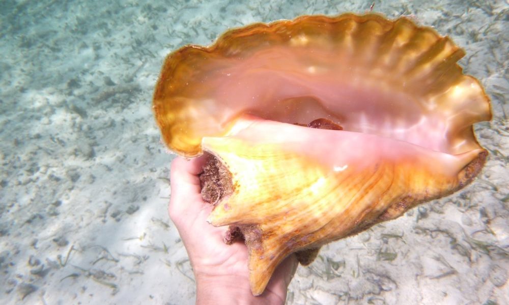 Why you should say NO to Conch until October 31st