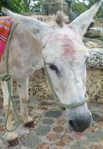 Photo of the Week: Margharito the Donkey loves beer! | Casa de Campo Living